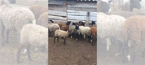 Овцы романовской породы купить в Тетюшах Животные и зоотовары Авито