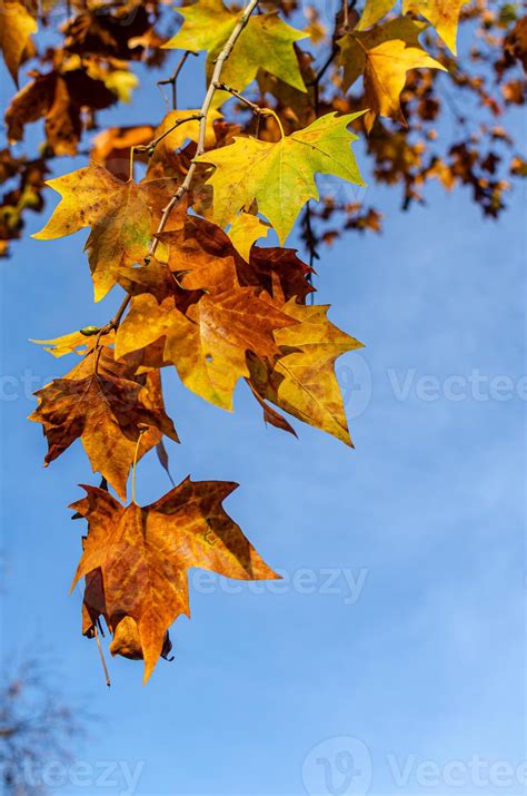 Selective Focus Autumn Leaves Of An Oriental Plane Tree 48903099 Stock