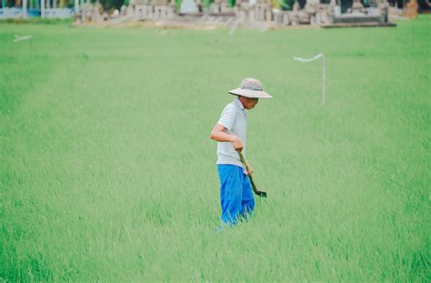 무료 이미지 사진술 벽지 초상화 경치 귀엽다 아름다운 행복 살아 있는 자연스러운 아름다움 살고 있다 녹색 목초지 들 논 농업 목장 잔디