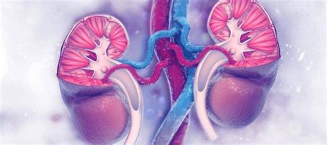 Si Consume Esta Vitamina Puede Provocar Cálculos En Los Riñones Cómo