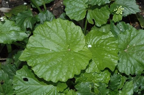 Pachyphragma Macrophyllum Brassicaceae