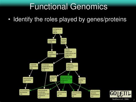 Ppt Machine Learning For Functional Genomics Ii Powerpoint