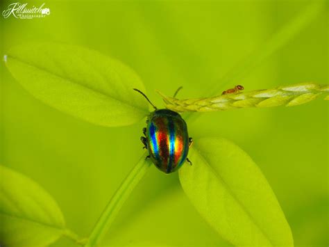 Rainbow Bug By Killswitch90 On Deviantart