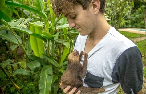 Volunteer With Sloths In Costa Rica Sloth Sanctuary And Rescue
