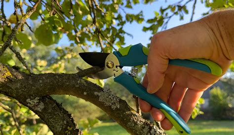 Expert Tips And Tricks For Tree Pruning Tree Service By Ricky Vincent