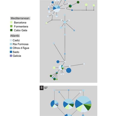 Median Joining Post Processed Haplotype Network For Salaria Pavo