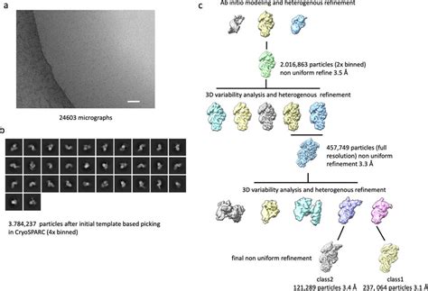 Workflow Of Cryo Em Data Processing A Representative Micrograph Of The Download Scientific