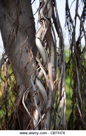 Twisting Tree Roots High Resolution Stock Photography And Images Alamy