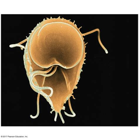 Protist Pictures Flashcards Quizlet