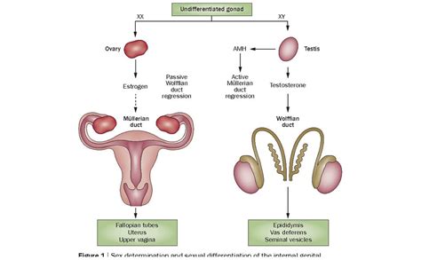 Discover The Latest Breakthrough In Treating Pediatric Bladder Issues By Dr Sujit Choudhary