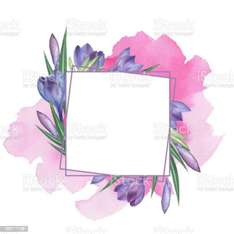 크로커스 12 수채화 꽃 프레임 수채화 그림 손으로 그리기 흰색에 고립 됨 0명에 대한 스톡 벡터 아트 및 기타 이미지 0명 꽃 식물 꽃꽂이 Istock