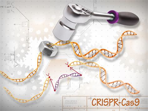 CRISPR Cas9 Gene Editing
