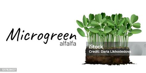 마이크로그린 알팔파 재배 알팔파에 대한 스톡 벡터 아트 및 기타 이미지 알팔파 성장 개념 건강한 식생활 Istock