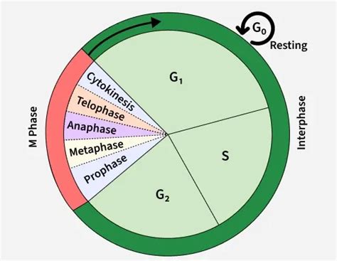 Cell Cycle Geeksforgeeks