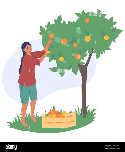 Woman Gathering Ripe Fruits From Tree Vector Illustration Stock Vector Image Art Alamy