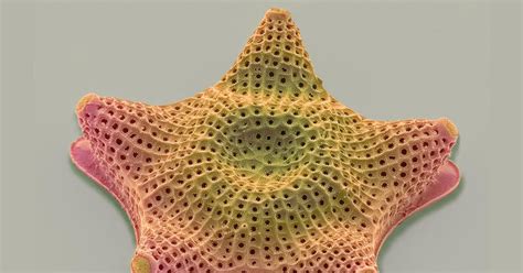 Proteins Behind Diatoms Intricate Nanoscale Patterned Shells Revealed