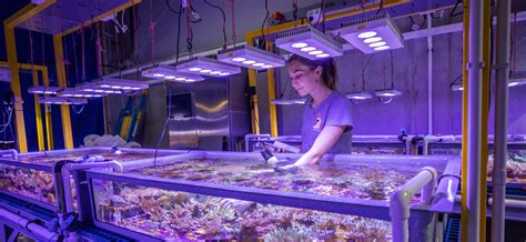 Dissolved Oxygen Aims