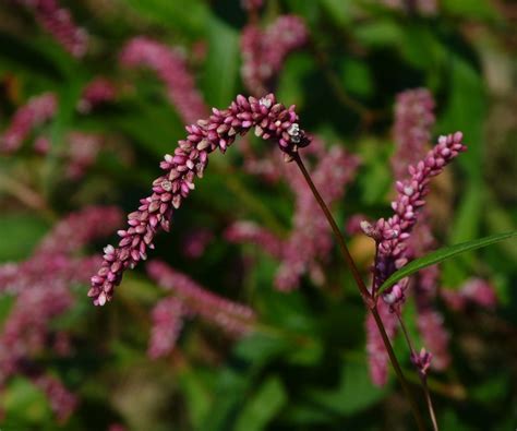 Pin On Food Edible Wild Plants Eetbare Wilde Planten