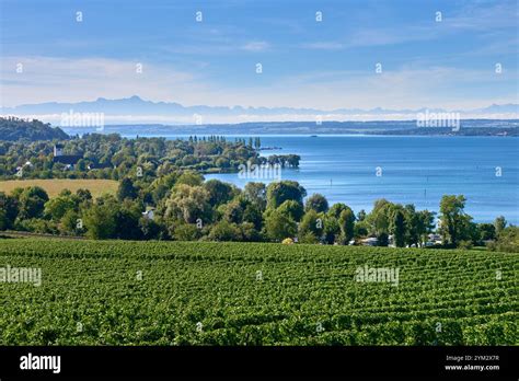 Breathtaking Bodensee Panorama Featuring Alpine Peaks Vineyards And