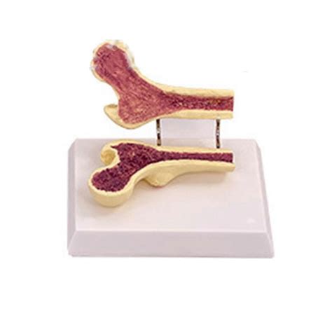 Human Joint Muscle Anatomical Model Knee Joint Hand Joint Shoulder