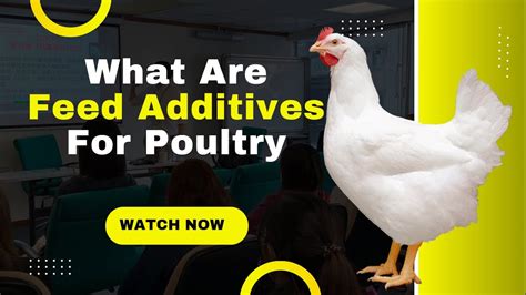 What Is Feed Additive In Poultry At Audrey Stier Blog