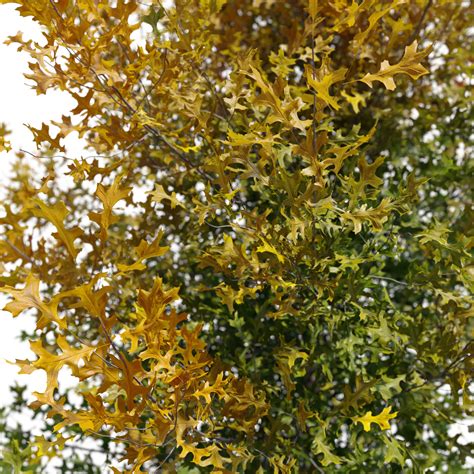 Pine Oak Tree 3d Model Cgtrader