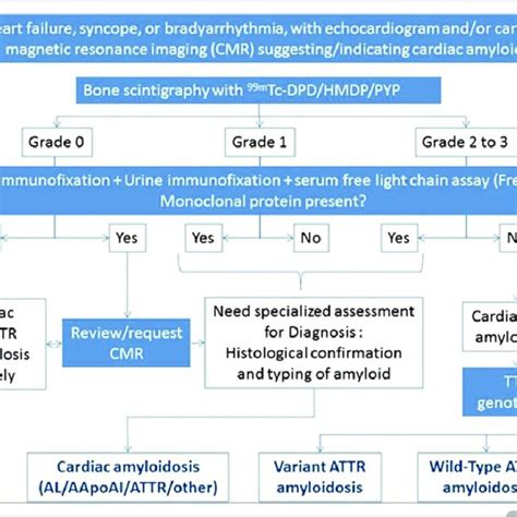 Consensus Algorithm For Noninvasive Diagnosis Of Cardiac Amyloidosis Download Scientific