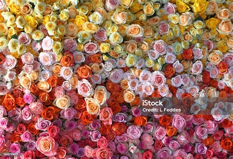 놀라운 빨강 주황 분홍색 및 노란색 장미가 있는 꽃 벽 배경 꽃 패턴 배경입니다 손으로 만든 웨딩 장식 혼합 된 화려한 꽃 배경입니다 화려한 꽃 배경입니다 꽃의 패턴입니다