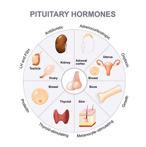 Hypophyseal Portal Circulation And Hypothalamic Nuclei Birla Fertility