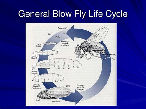 Calliphoridae Life Cycle Eeny 668 In1146 Primary Screwworm