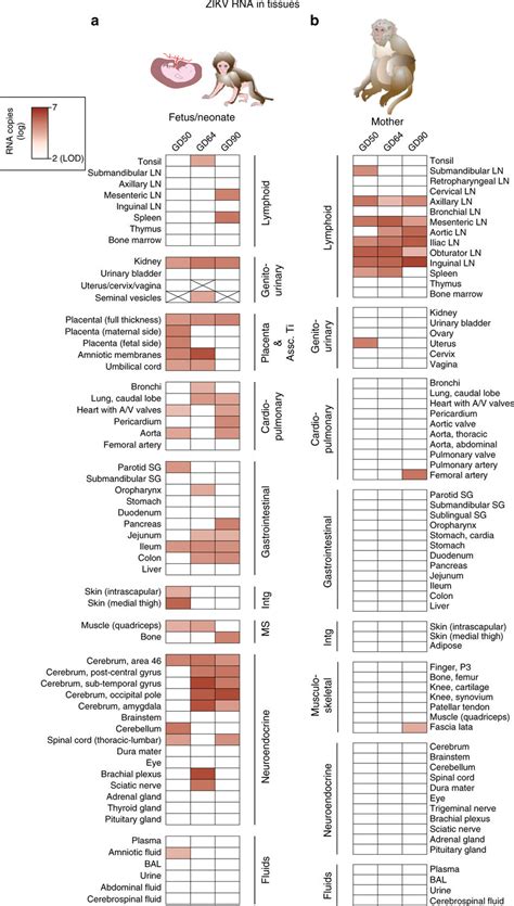 Tissue Tropism Of Zikv Rna Differs In Fetal Macaques Compared To Their