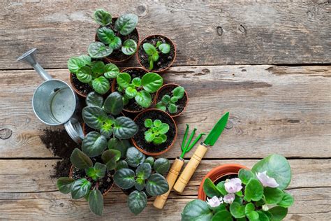 How To Propagate African Violets From Leaf Cuttings Seed And Division