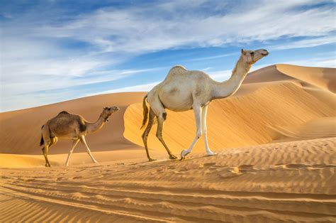 Camels Walking Through A Desert Tasawuf The Journey Within