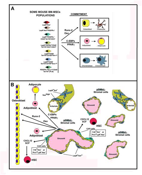 Schematic Representation Of Mouse Bone Marrow Msc Populations Panel A Download Scientific