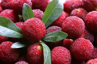 3 Myrica Rubra Yangmei Seeds Purple Red Fruit Japanese Red Bayberry