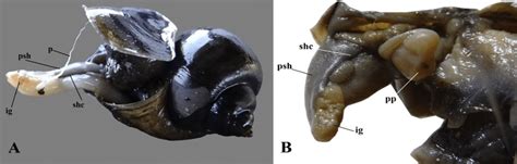Anatomy Of The Male Genitalia Lateral Left View In Pomacea