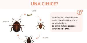 10 Tipi Di Cimici Nomi E Foto