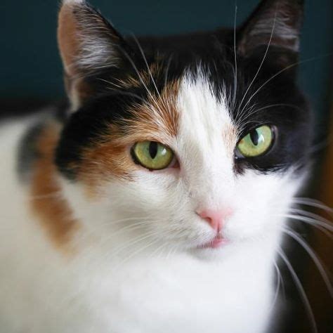 Pourquoi Les Chats Tricolores Sont Toujours Des Femelles Cats Pets