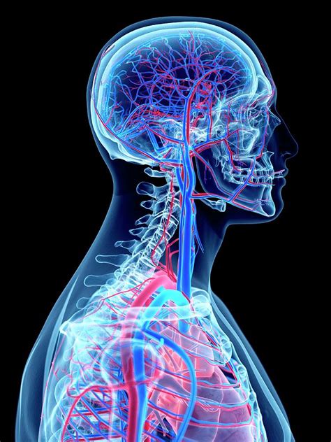 Vascular System Of Head And Neck 4 By 3dmedisphere Science Photo Library