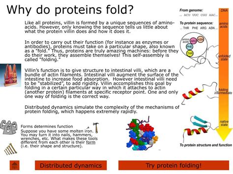 Ppt Protein Folding Is Essential To Life Powerpoint Presentation Free Download Id 172551