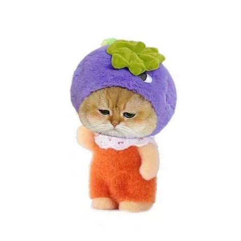 戴着紫色果子帽穿橙色衣服的可爱小猫头像 男女头像｜适合长期不换的头像搞怪表情包图片动图 求表情网斗图从此不求人