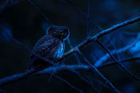 Eagle Album On Imgur