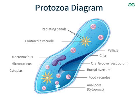 Protozoa Diagram Geeksforgeeks