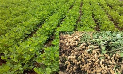 Peanut Crop శనగ పంటకు తీవ్ర నష్టం కలిగించే పచ్చ రబ్బరు పురుగులను