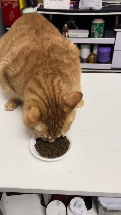 Greedy Cat Orange Pipi Youtube