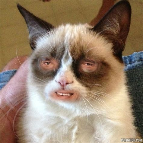 Grumpy Cat High Blank Template Imgflip