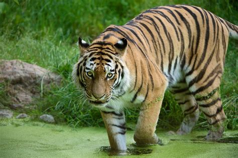 Zoo Wien / Weltweit unter den TOP 5 | Redaktion Österreichisches Pressebüro