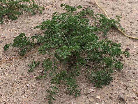 Stinknet Oncosiphon Piluliferum