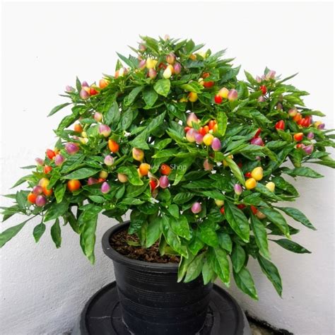 ต้นกล้าพริกเจ็ดสี พร้อมส่งในถุงไซส์ประมาณ3นิ้ว Shopee Thailand