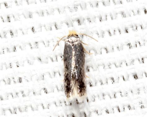 Pygmy Leafmining Moth BugGuide Net